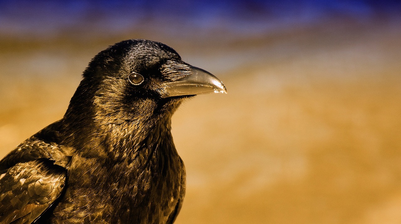 The Cleanup Crew: Why Crows Were Flipping Over Leaves in Your Yard ...