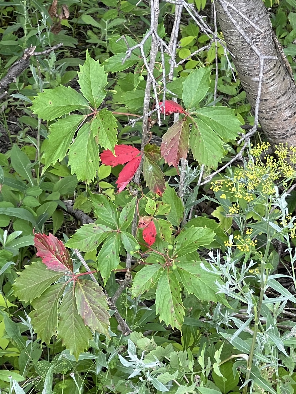 Why Is That Leaf Red in July? | Ron Dodson