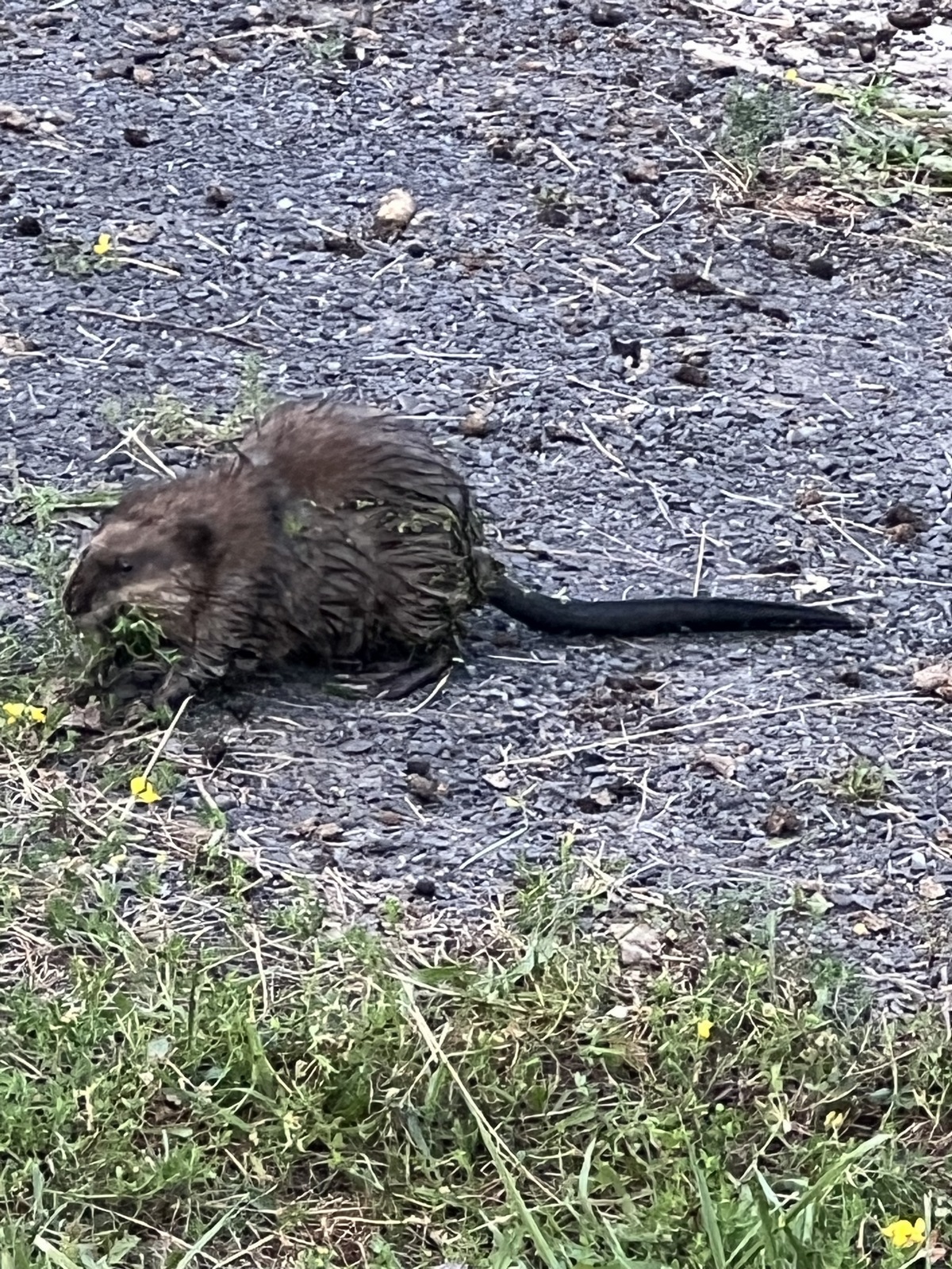 Not Really a Rat: A Closer Look at the Muskrat | Ron Dodson