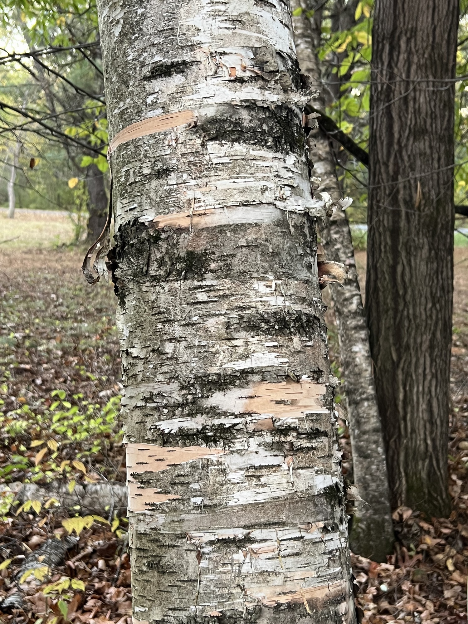 The Beauty and Conservation Value of Paper Birch | Ron Dodson